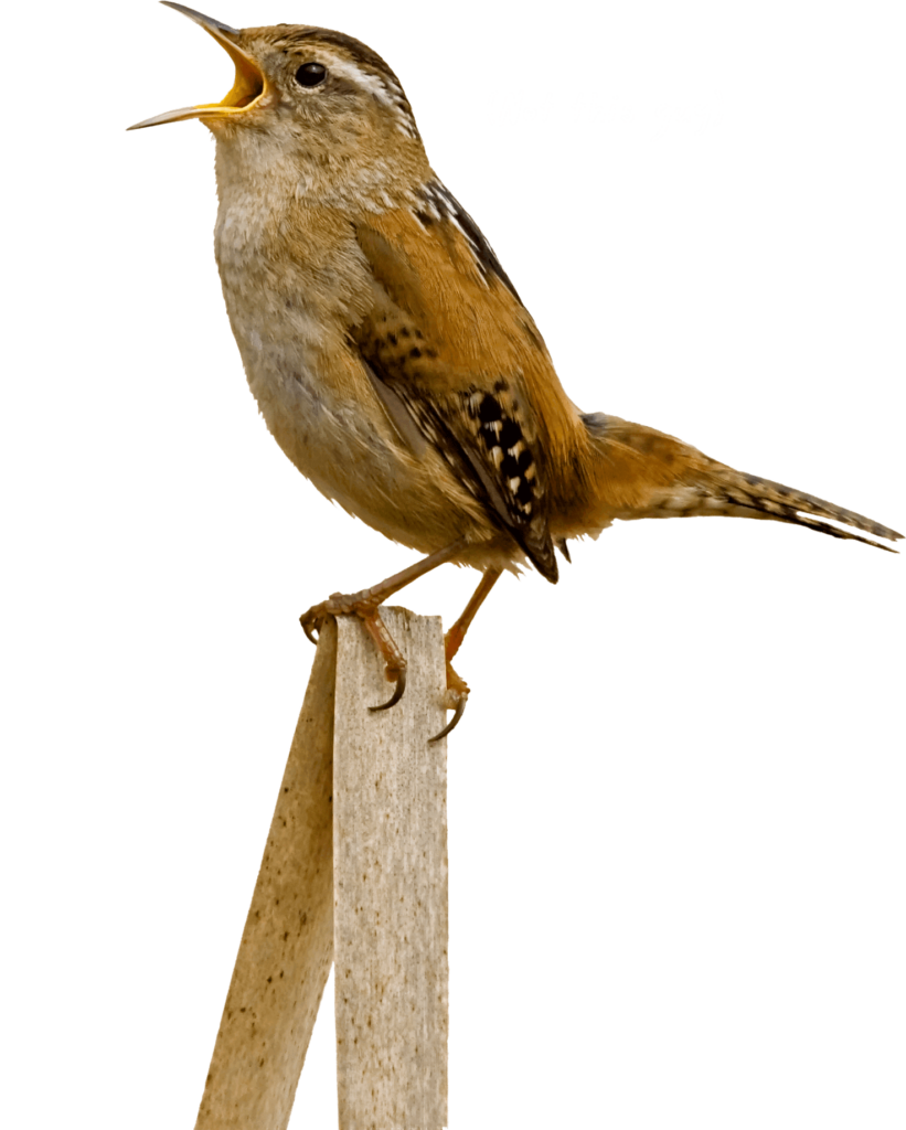 Real Human Contact Form - BirdBuffer