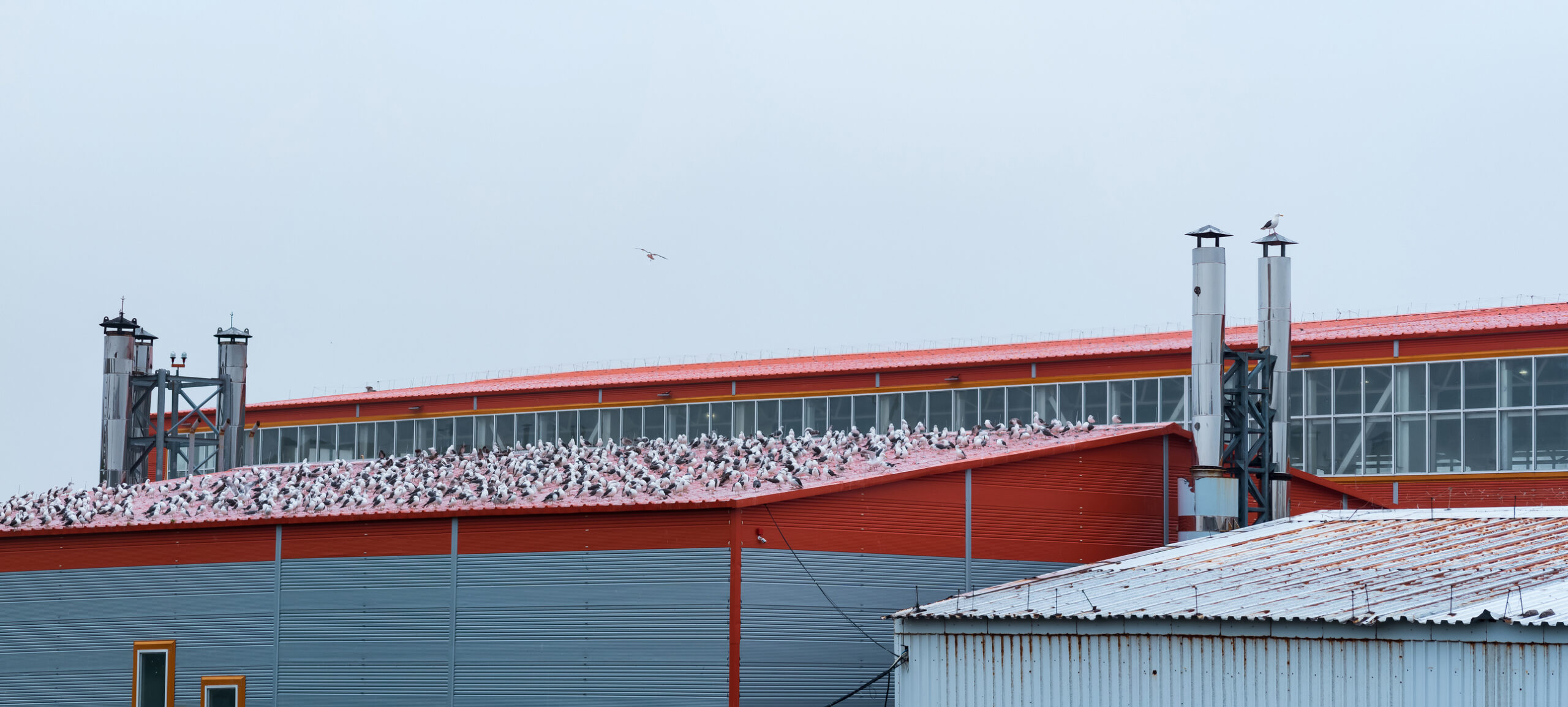 The True Cost of Bird Damage and How to Avoid It